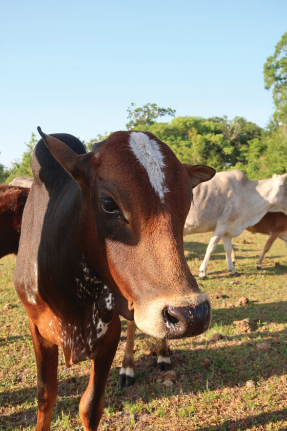 Miniature Zebu Cow - Grit